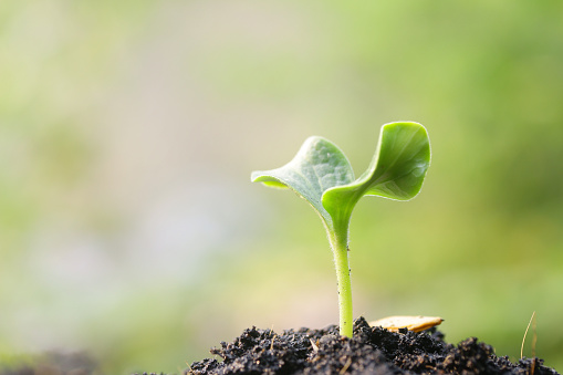 SPRING = GROWTH - FEI